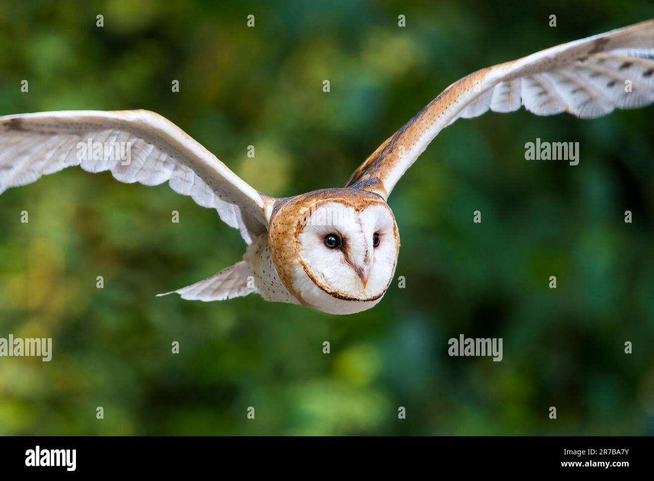 Barn Owl in flight Stock Photo - Alamy
