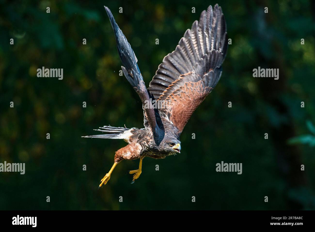 Harris Hawk in flight Stock Photo - Alamy