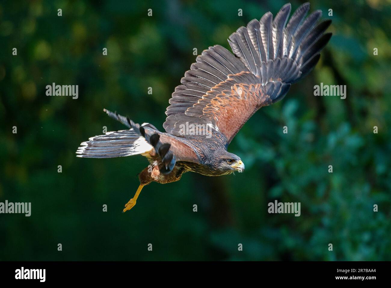 Harris Hawk in flight Stock Photo - Alamy