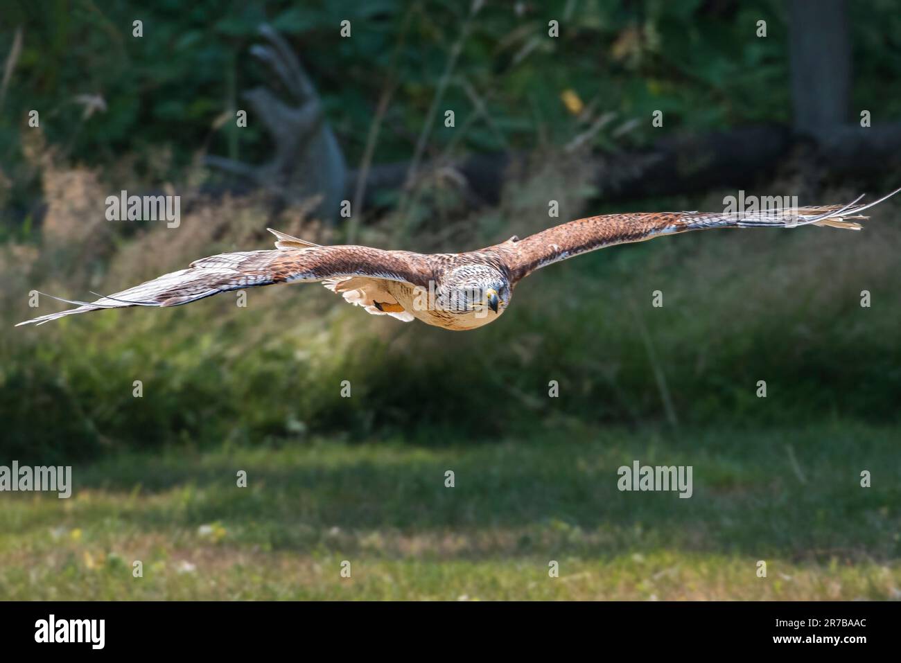 Ferruginous Hawk in flight Stock Photo - Alamy
