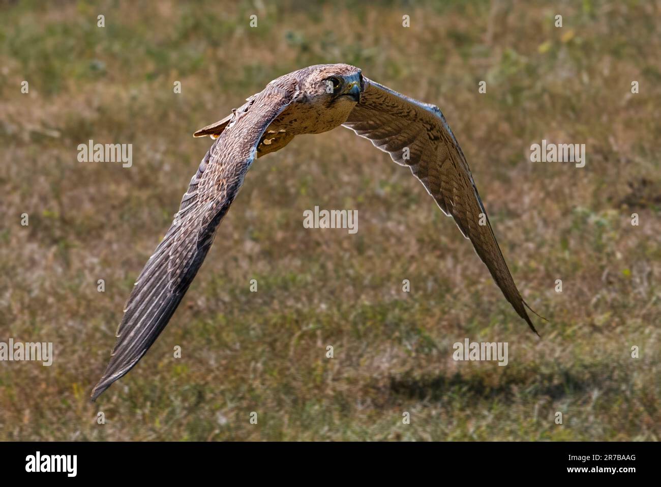 Saker falcon in flight hi-res stock photography and images - Alamy
