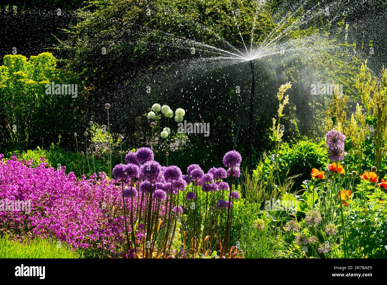 Edge borders flowers hi-res stock photography and images - Alamy