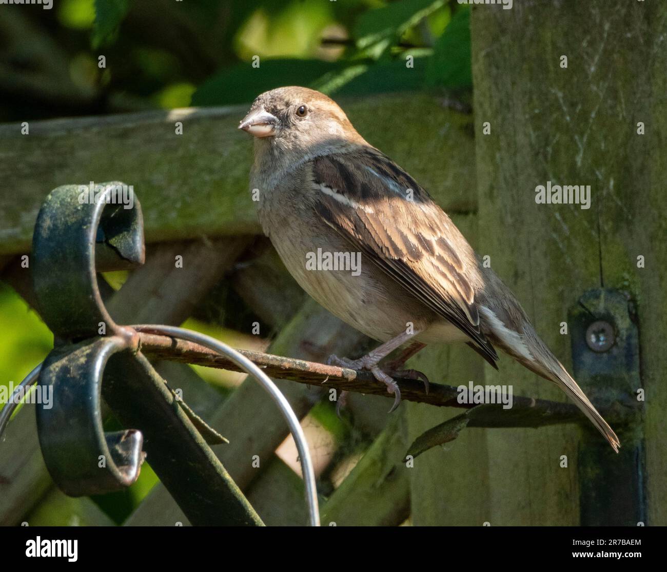Female passer by hi-res stock photography and images - Alamy