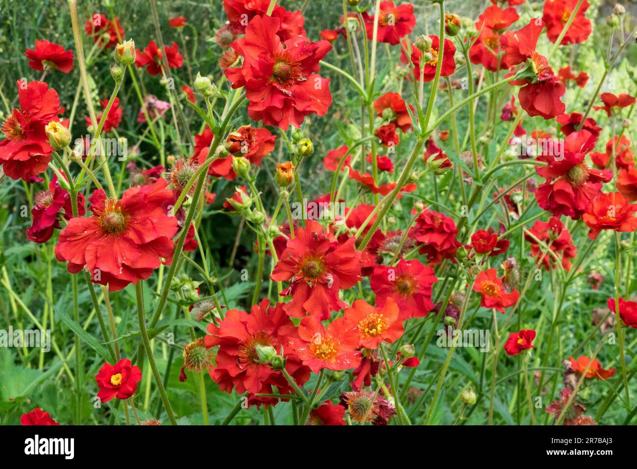Scarlet tempest hi-res stock photography and images - Alamy