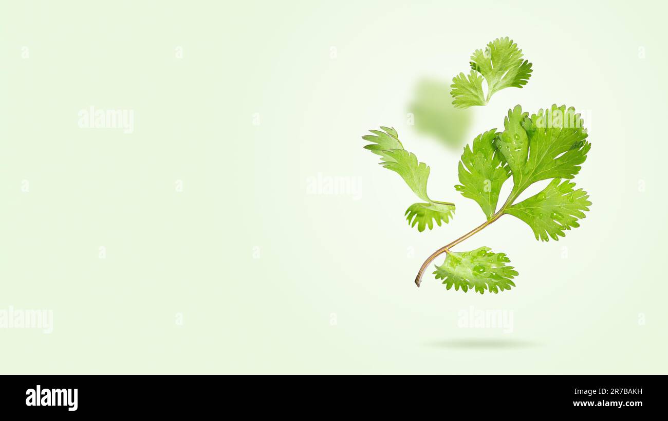 Falling Fresh Coriander leaves flying on light green background. Flying ...