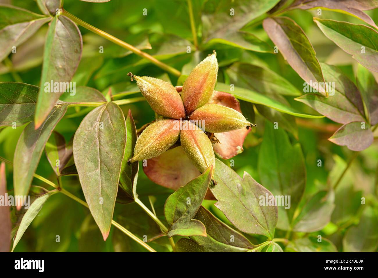 Peony capsules hi-res stock photography and images - Alamy
