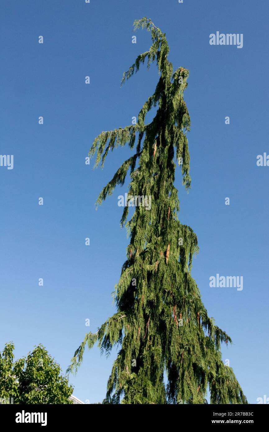 Alaska Cedar Tree Chamaecyparis nootkatensis "Jubilee", Alaska Cypress ...
