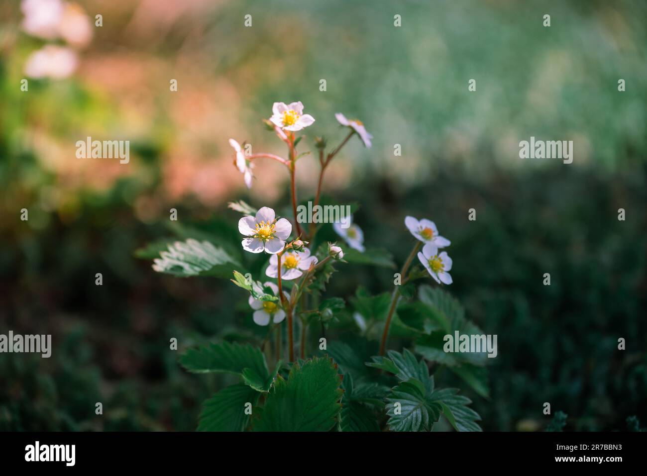 Sprout in wild strawberry flowers in macro Stock Photo - Alamy