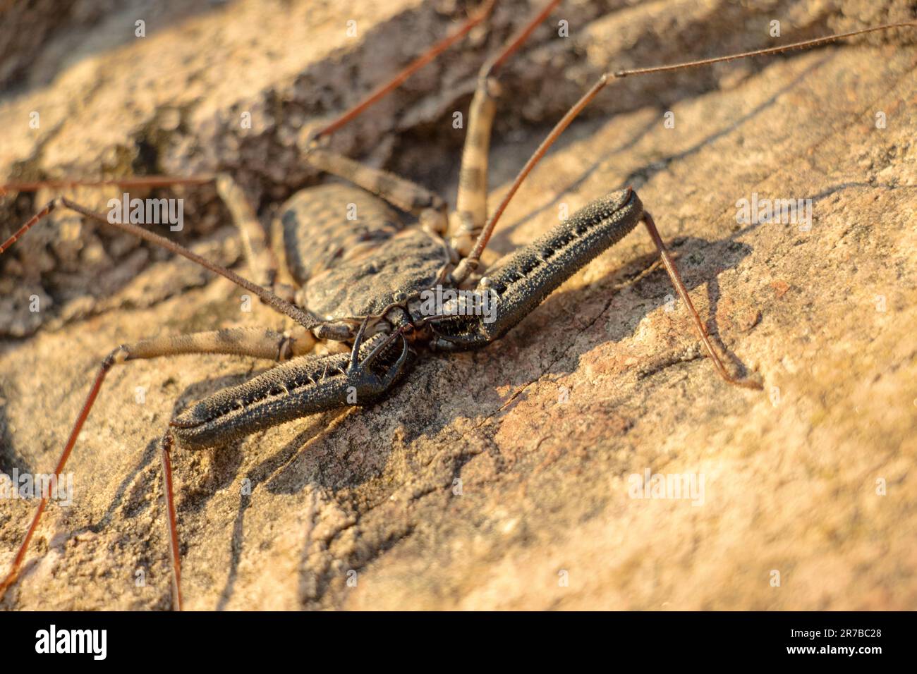 Whip spider hi-res stock photography and images - Alamy