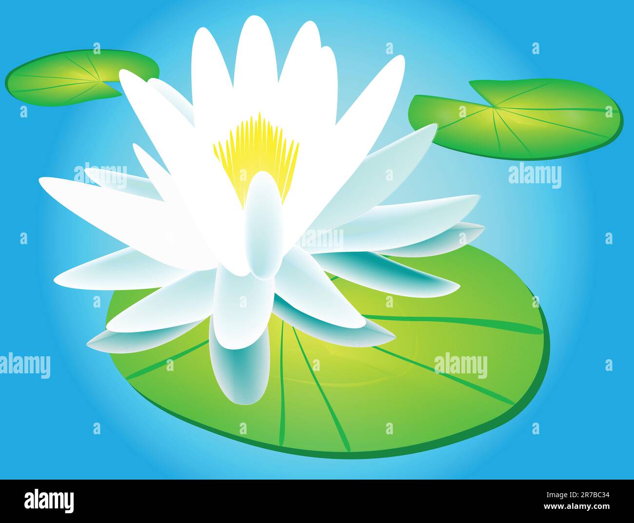 Water lily on lake Stock Vector Images - Alamy