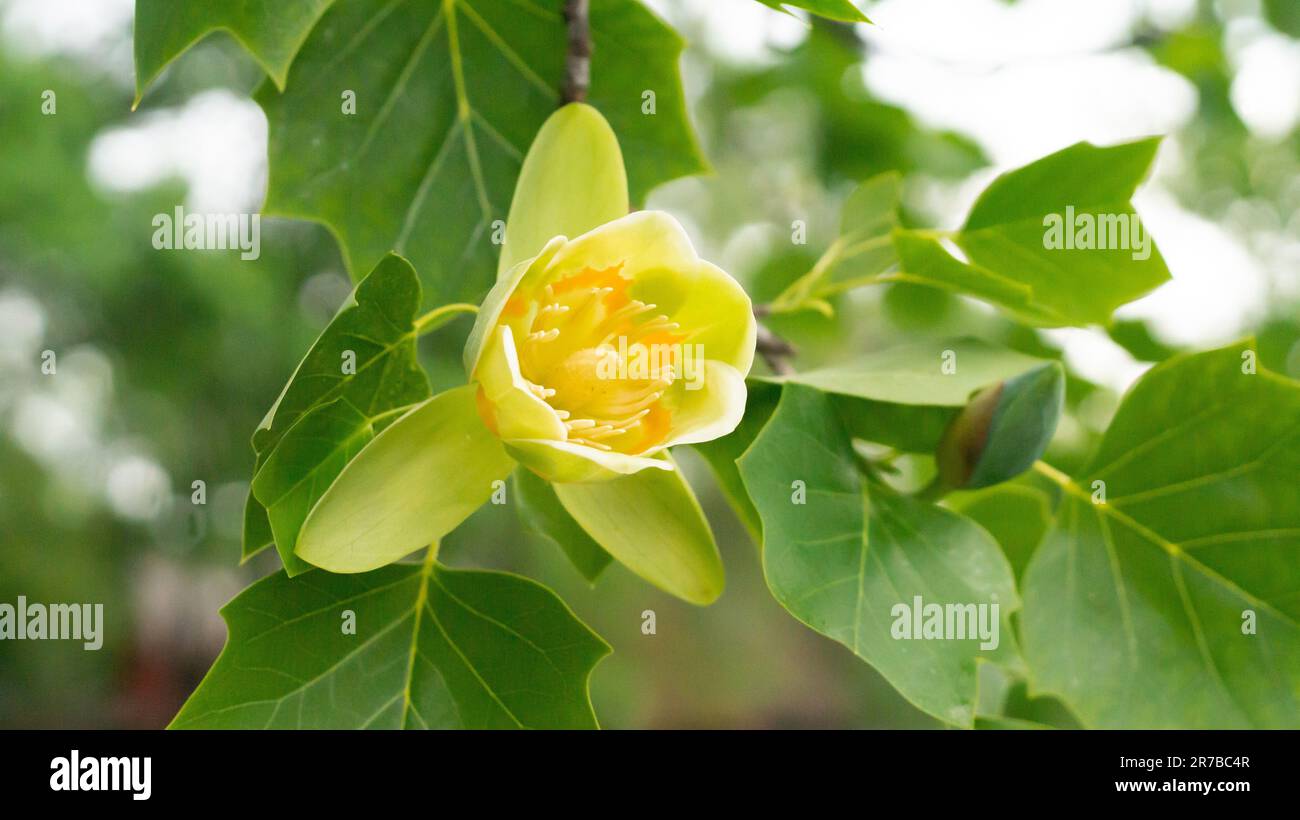 Tulip tree liriodendron tulipifera bloom. Close up Stock Photo - Alamy