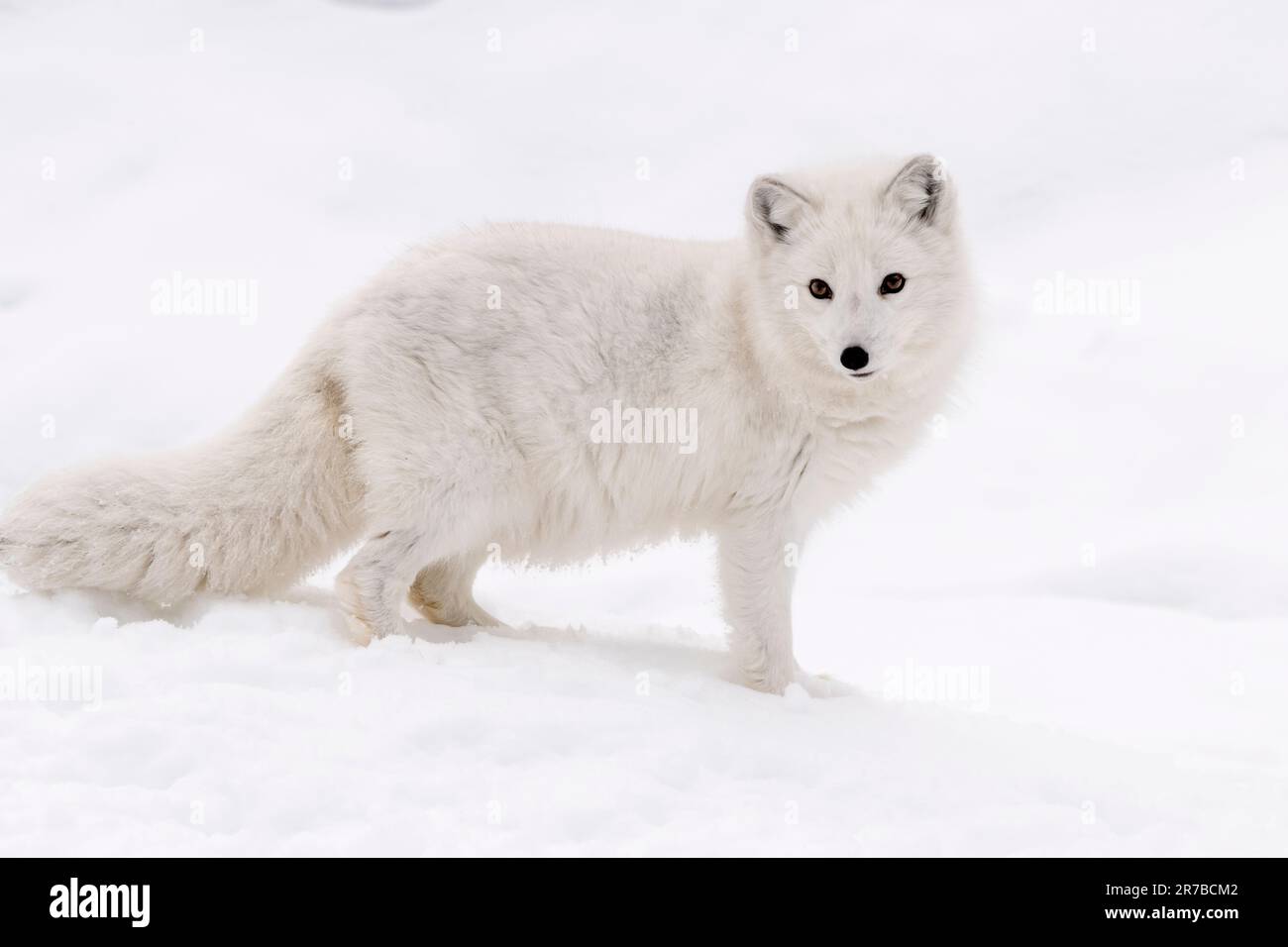 Arctic Fox, Polar Regions, Alaska Stock Photo - Alamy