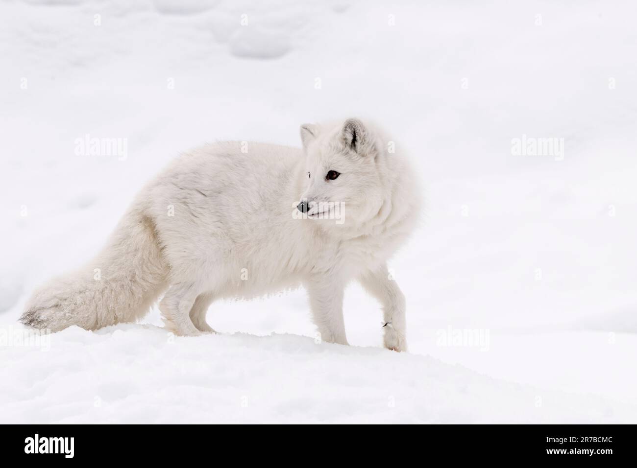 Arctic Fox, Polar Regions, Alaska Stock Photo - Alamy