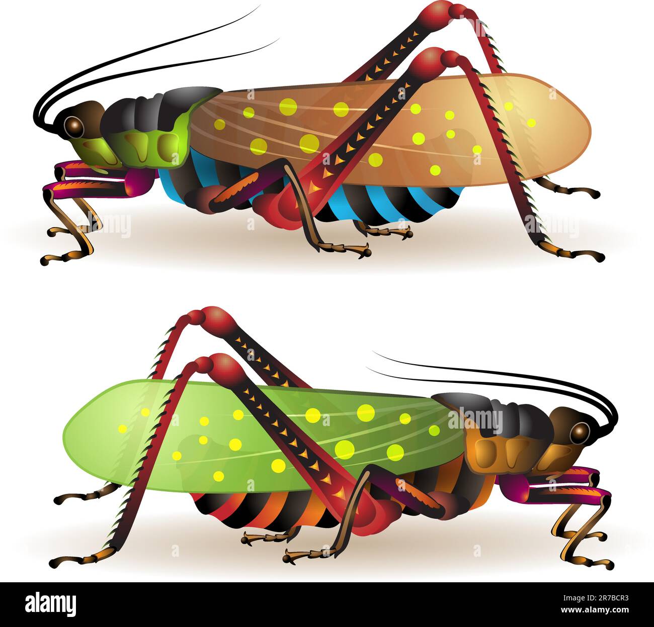 Grasshopper isolated on a white background Stock Vector Image & Art - Alamy