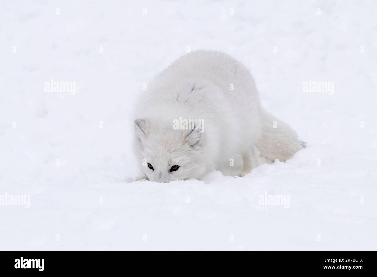 Arctic Fox, Polar Regions, Alaska Stock Photo - Alamy