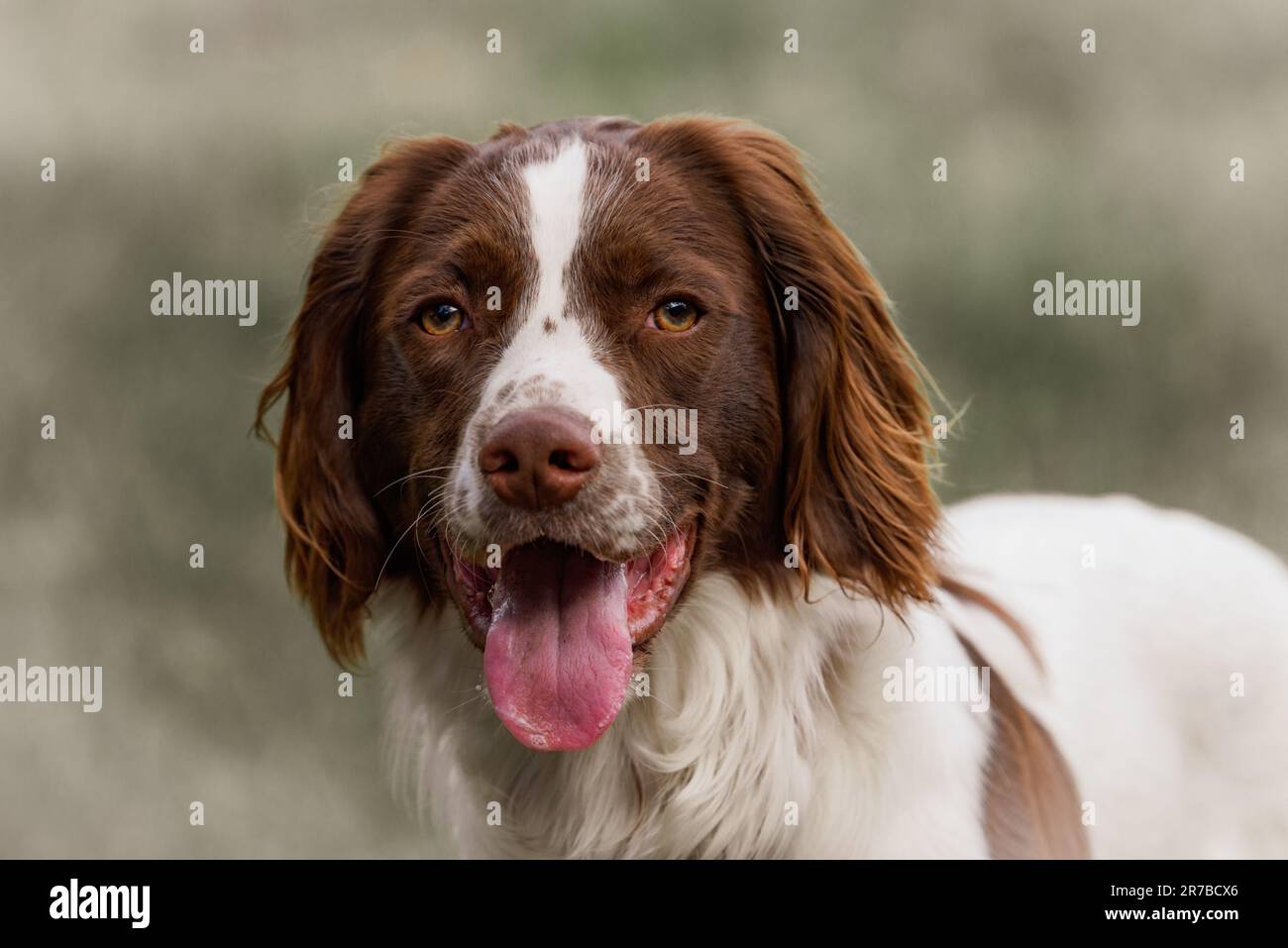 Portrait of an English Springer Spaniel one year old puppy dog Stock ...