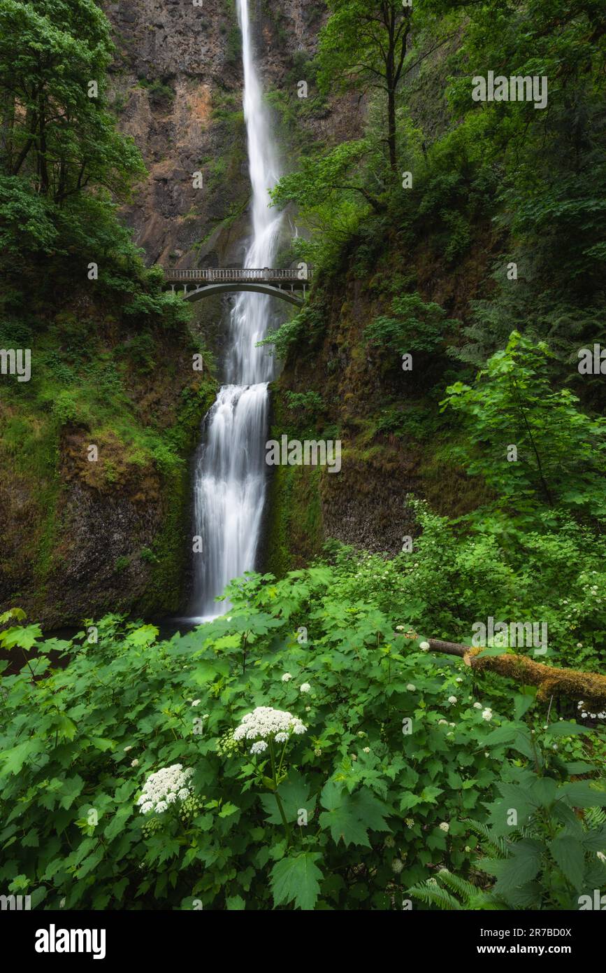 Lush spring summer greenery at Multnomah Falls waterfall in the ...