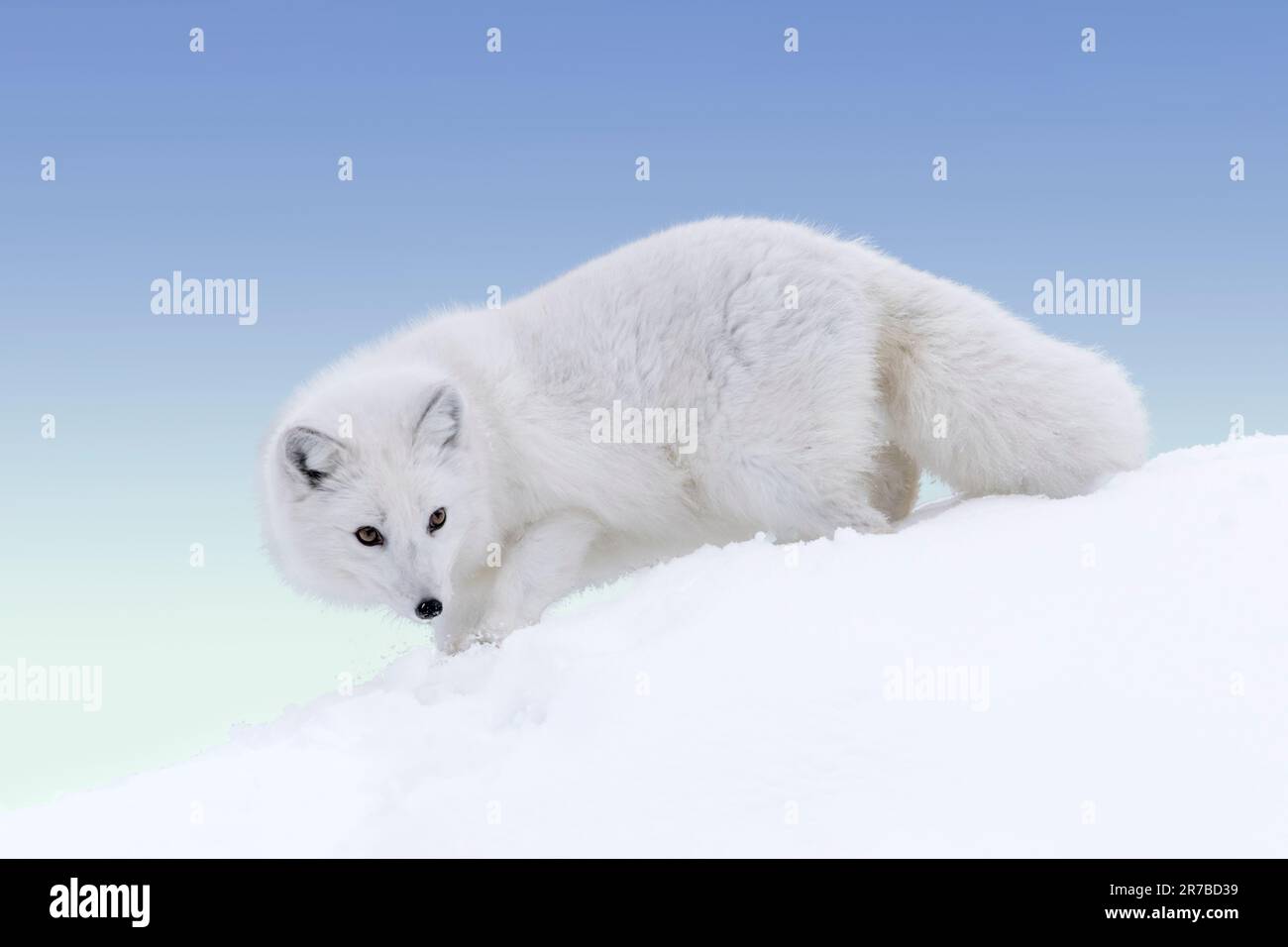 Arctic Fox, Polar Regions, Alaska Stock Photo - Alamy