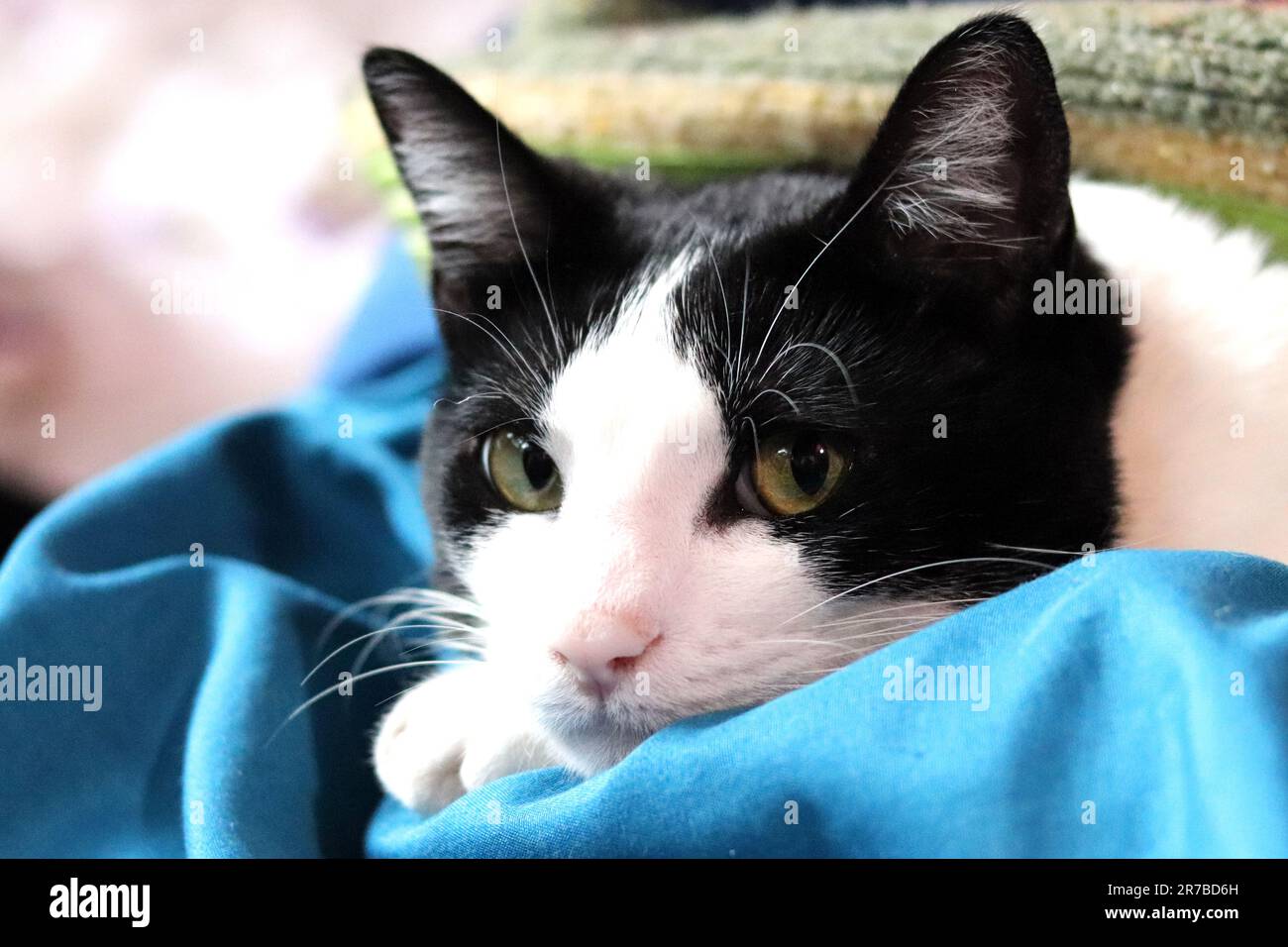 tuxedo cat lying down and with interesting look Stock Photo - Alamy