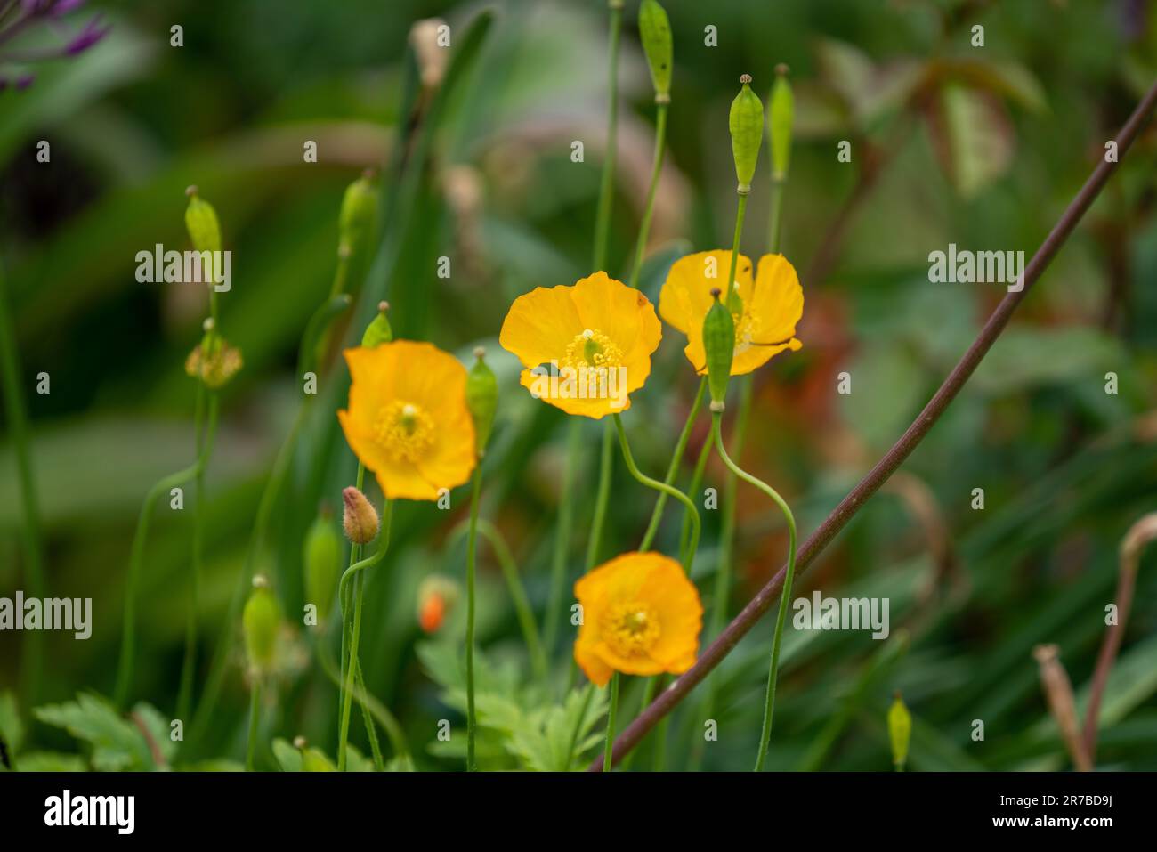 flower photographed in the local garden in Bavaria Stock Photo - Alamy