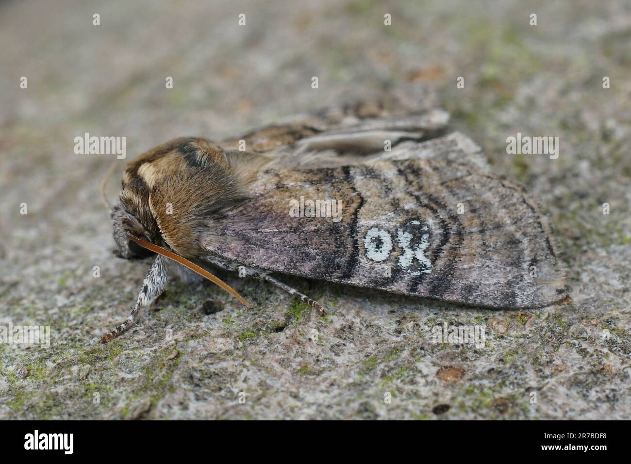 Closeup on the figure of eighty owlet moth, , Tethea ocularis sitting ...