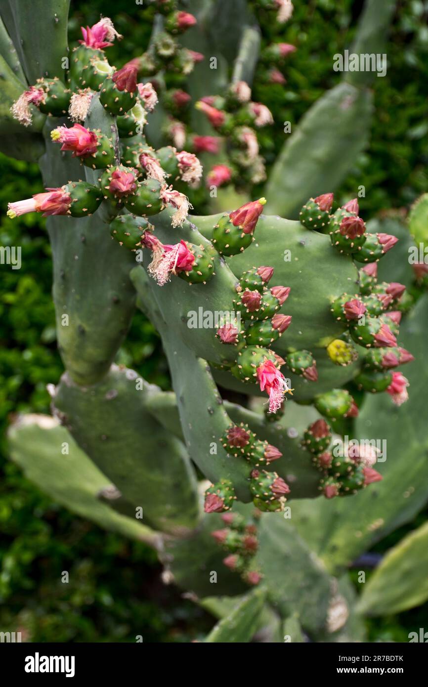 An Opuntia cactus plant blooming in the Spring with red flowers and ...