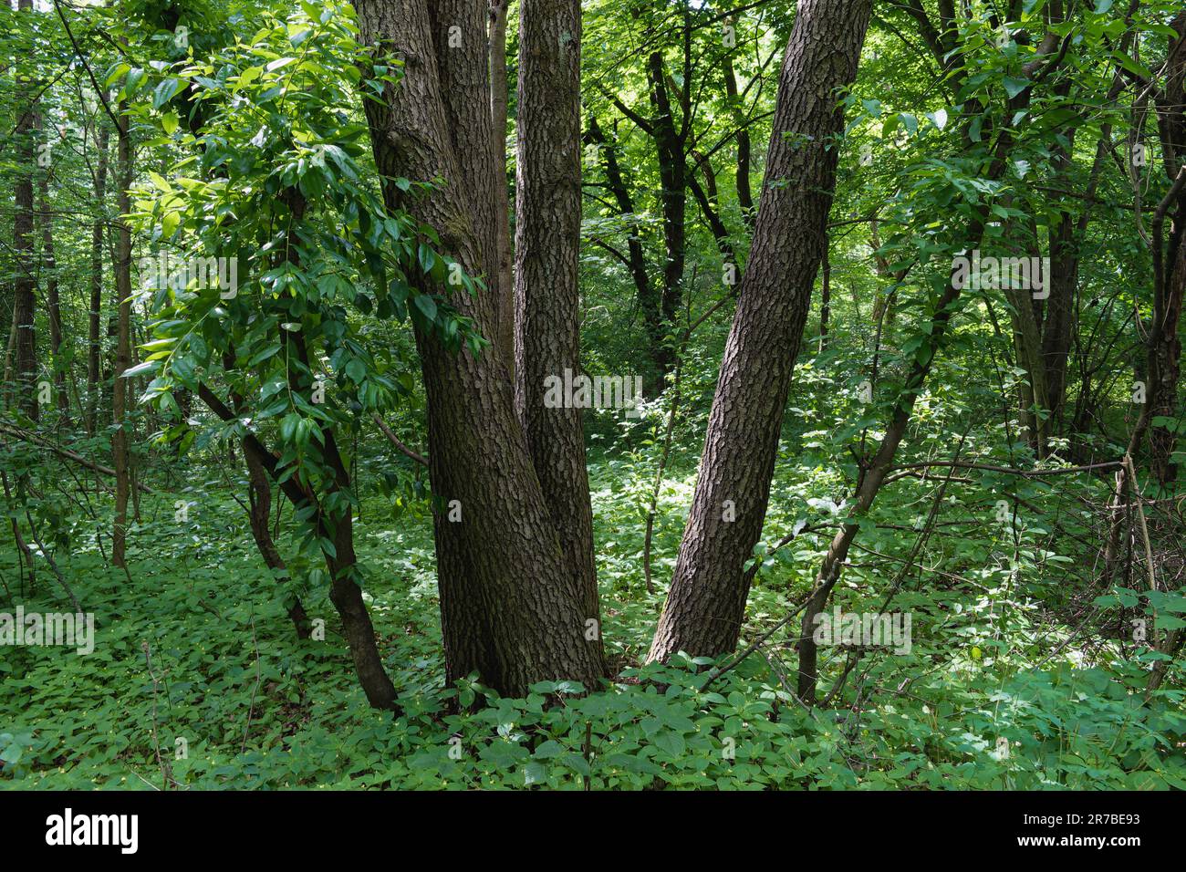 Tree trunks and bushes in a dense forest Stock Photo - Alamy
