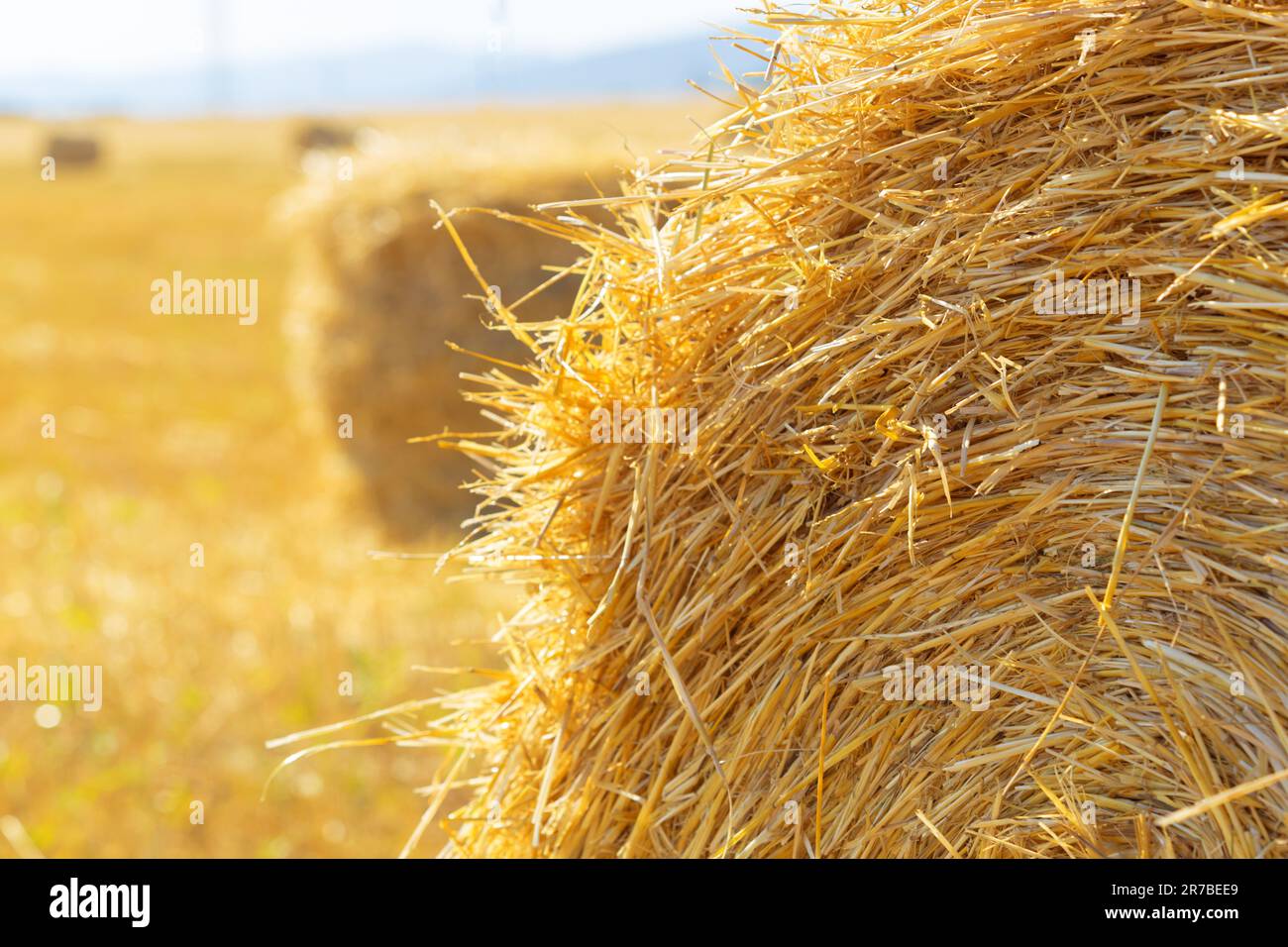 Golden hay bales in countryside Stock Photo - Alamy