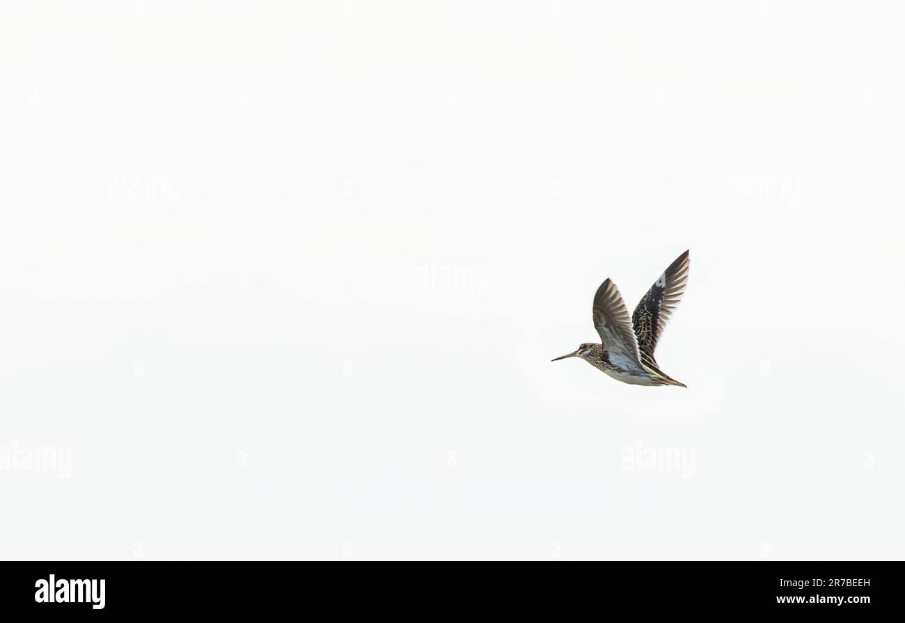 Flying Jack Snipe; Lymnocryptes minimus, on Vlieland, Netherlands Stock ...
