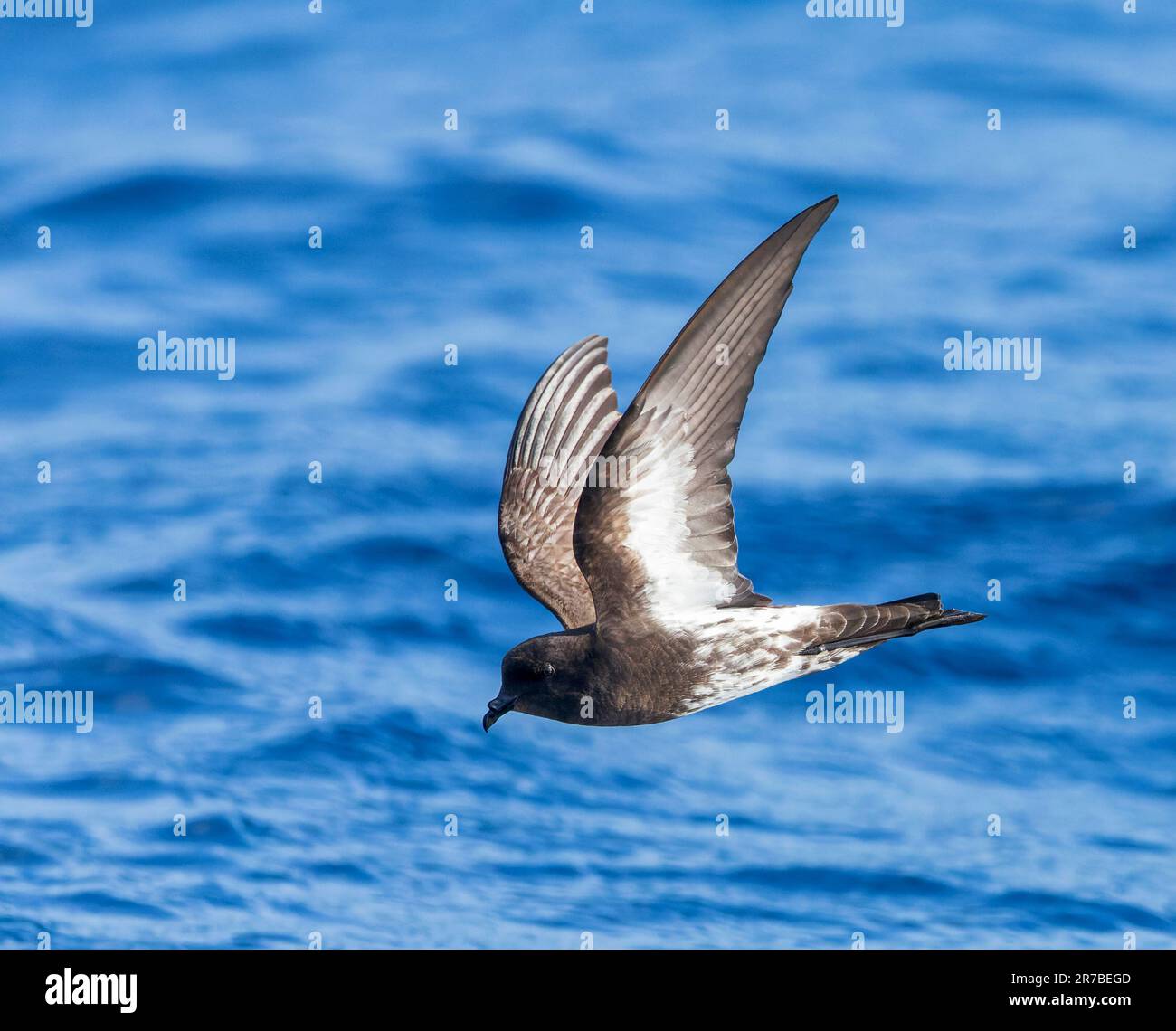 New Zealand Storm Petrel (Fregetta maoriana), a critically endangered ...
