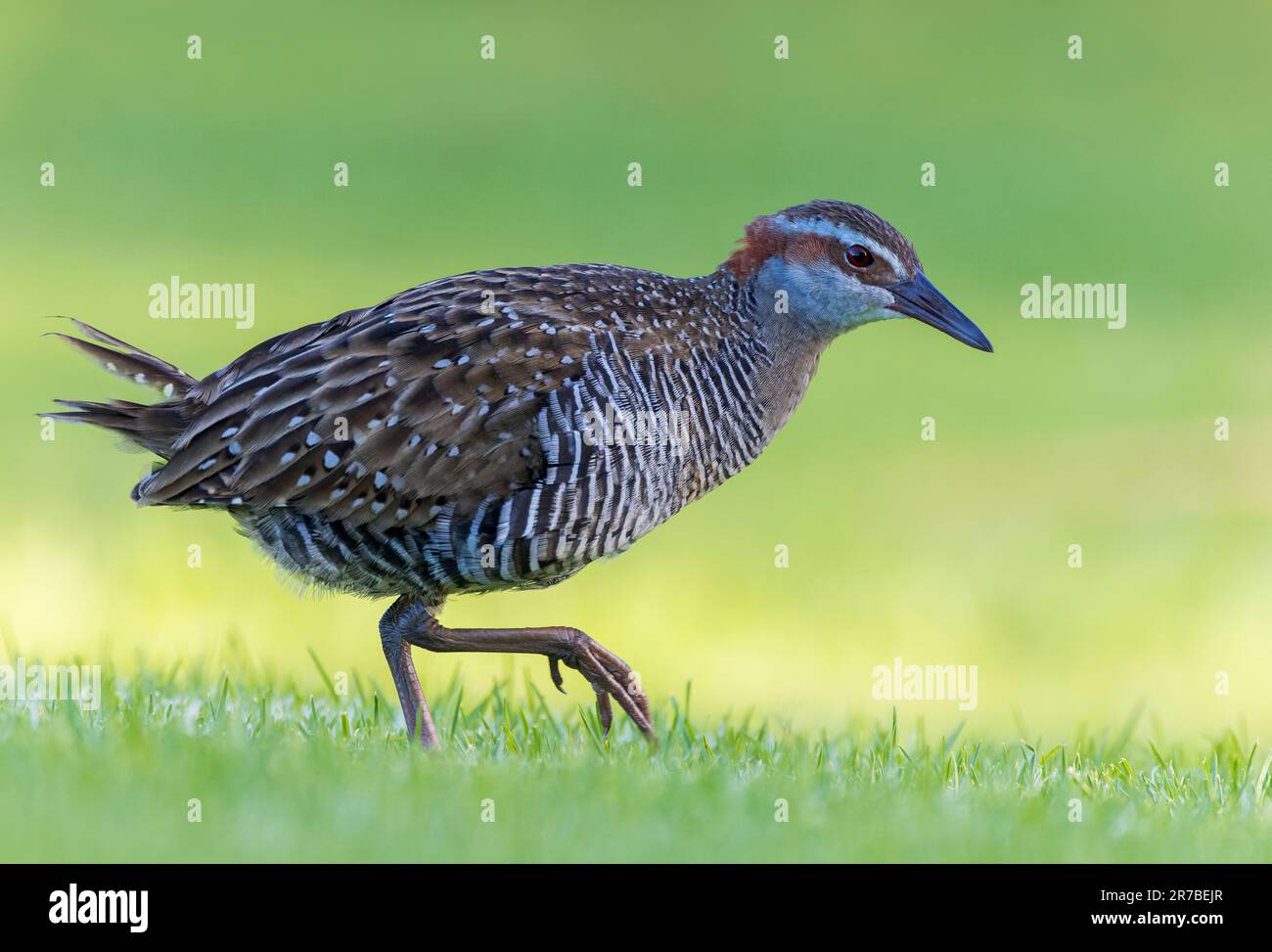 Buff-banded Rail (Hypotaenidia philippensis assimilis) walking on a ...