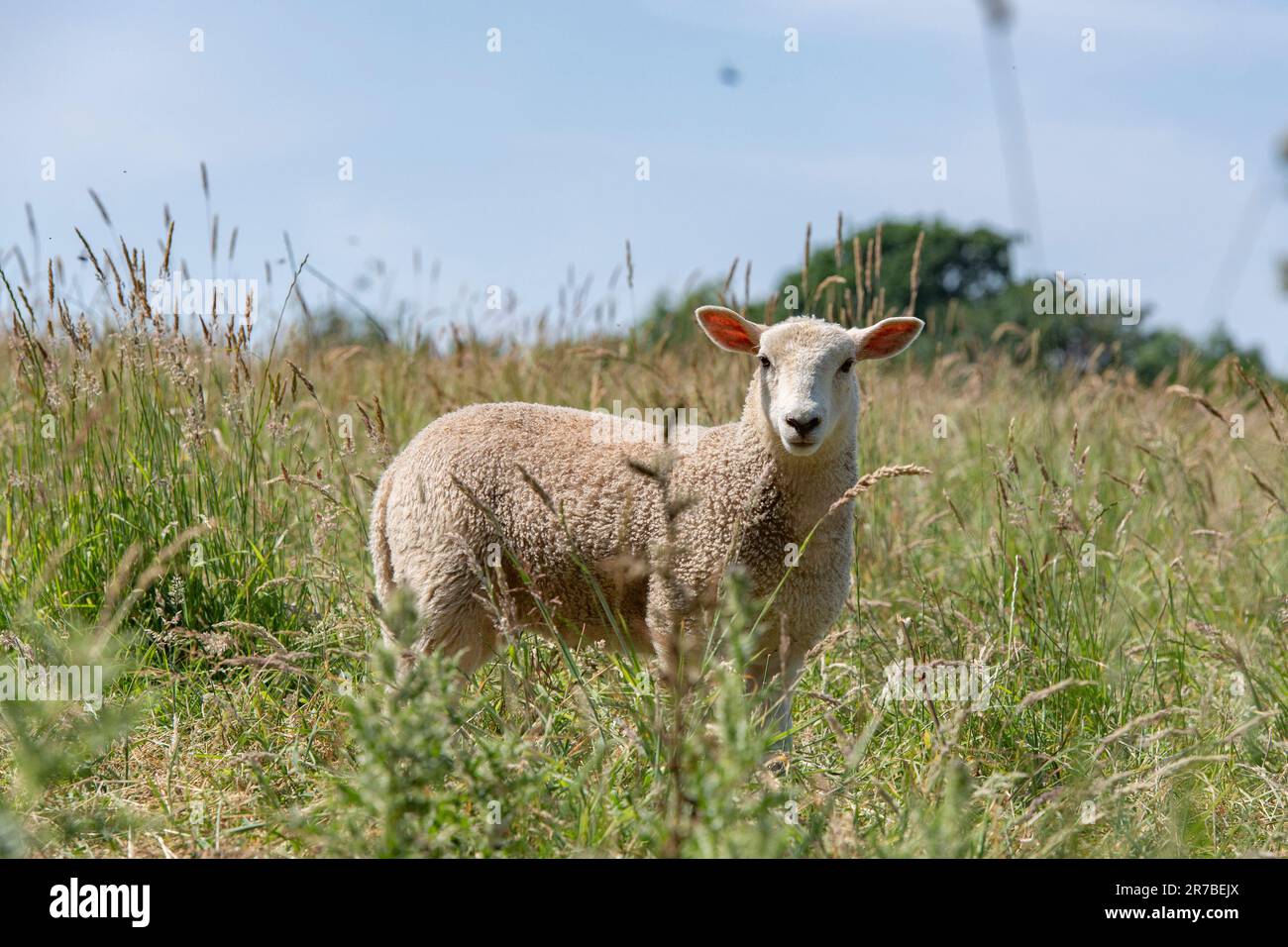 lamb in long grass Stock Photo - Alamy