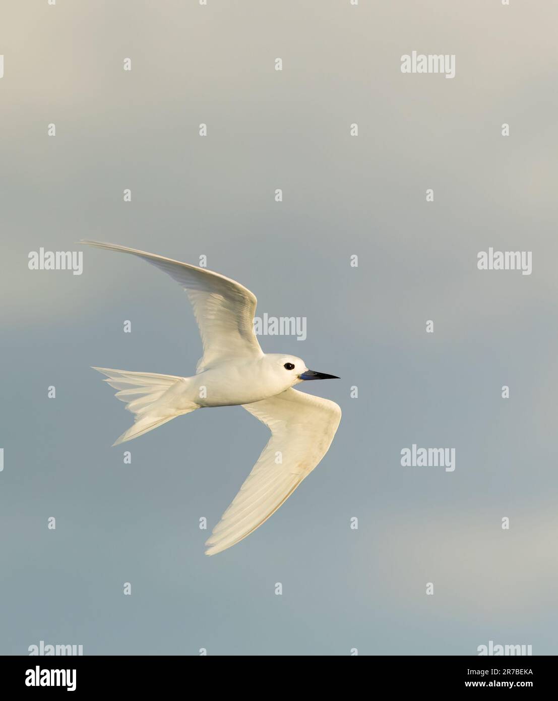 Indo-pacific White Tern (Gygis (alba) candida) in flight off Norfolk ...