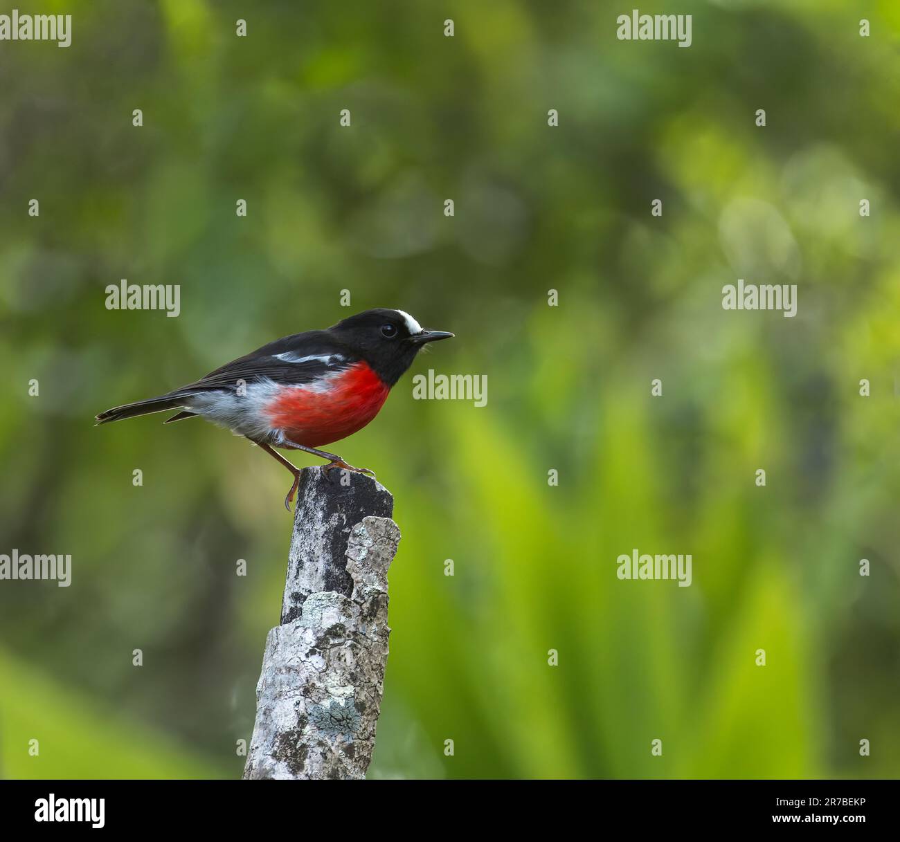 Male Norfolk robin (Petroica multicolor) on Norfolk Island, Australia ...