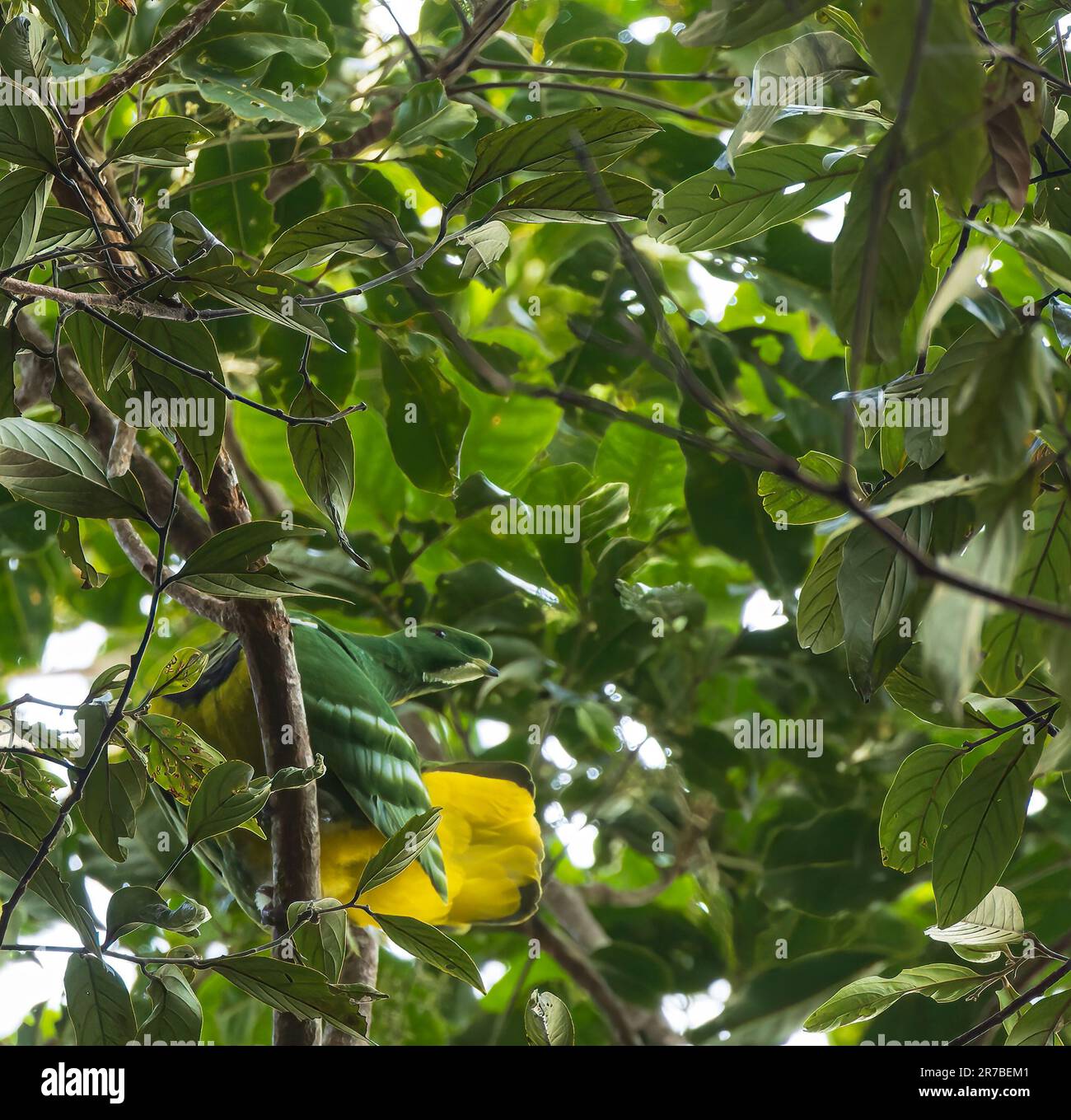 Cloven-feathered dove (Drepanoptila holosericea) perched in a tree ...