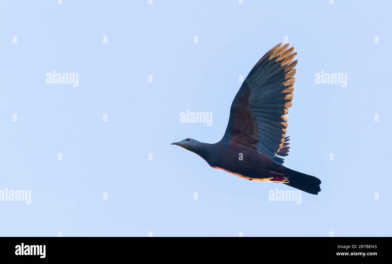 Endemic Chestnut-bellied Imperial-pigeon (Ducula brenchleyi) in flight ...