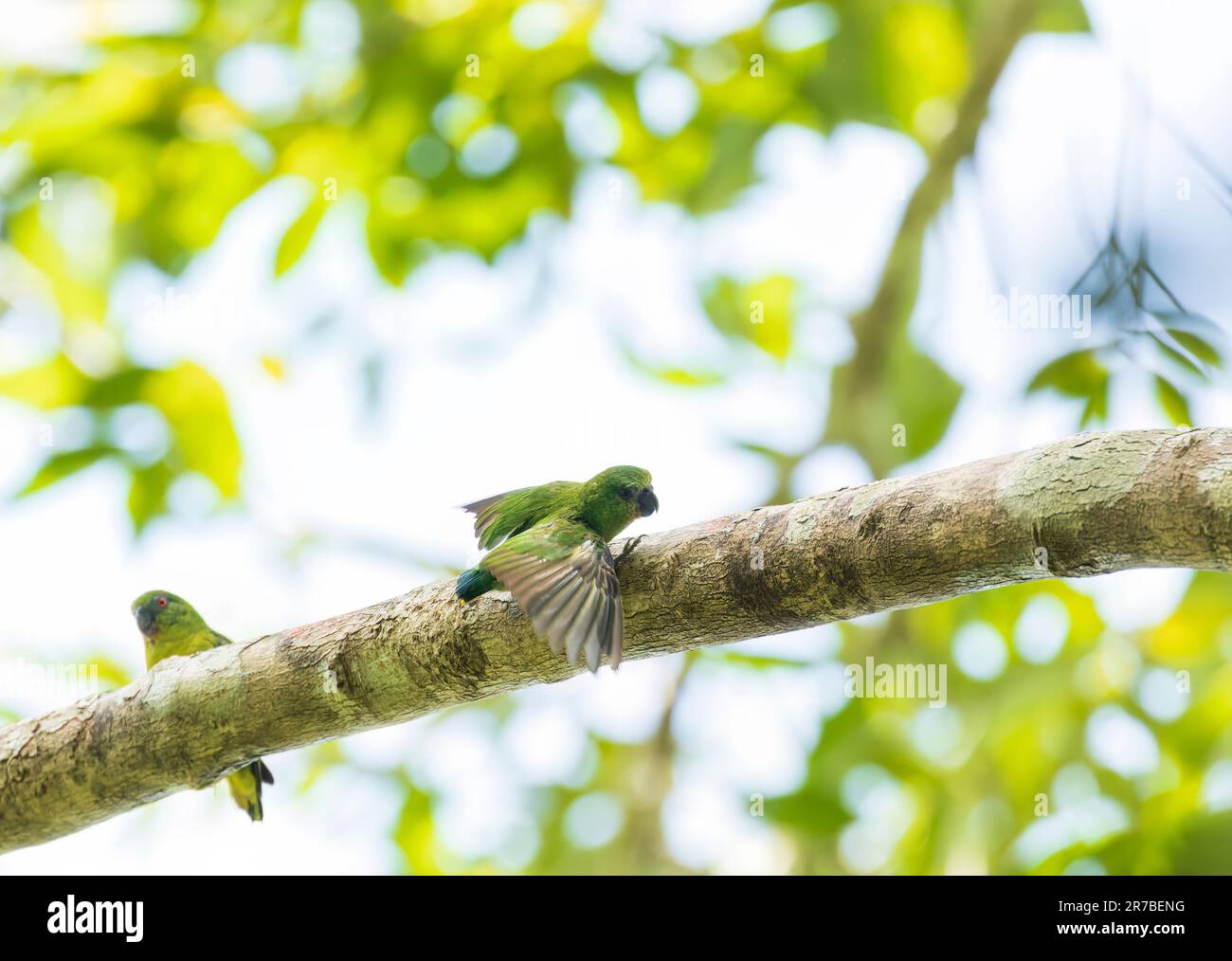 Finsch's pygmy parrot (Micropsitta finschii tristrami) on Kolombangara ...