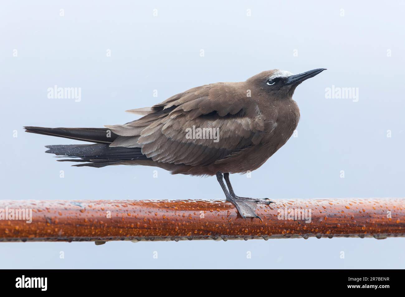 Brown Noddy (Anous stolidus), also known as or common noddy. At sea ...
