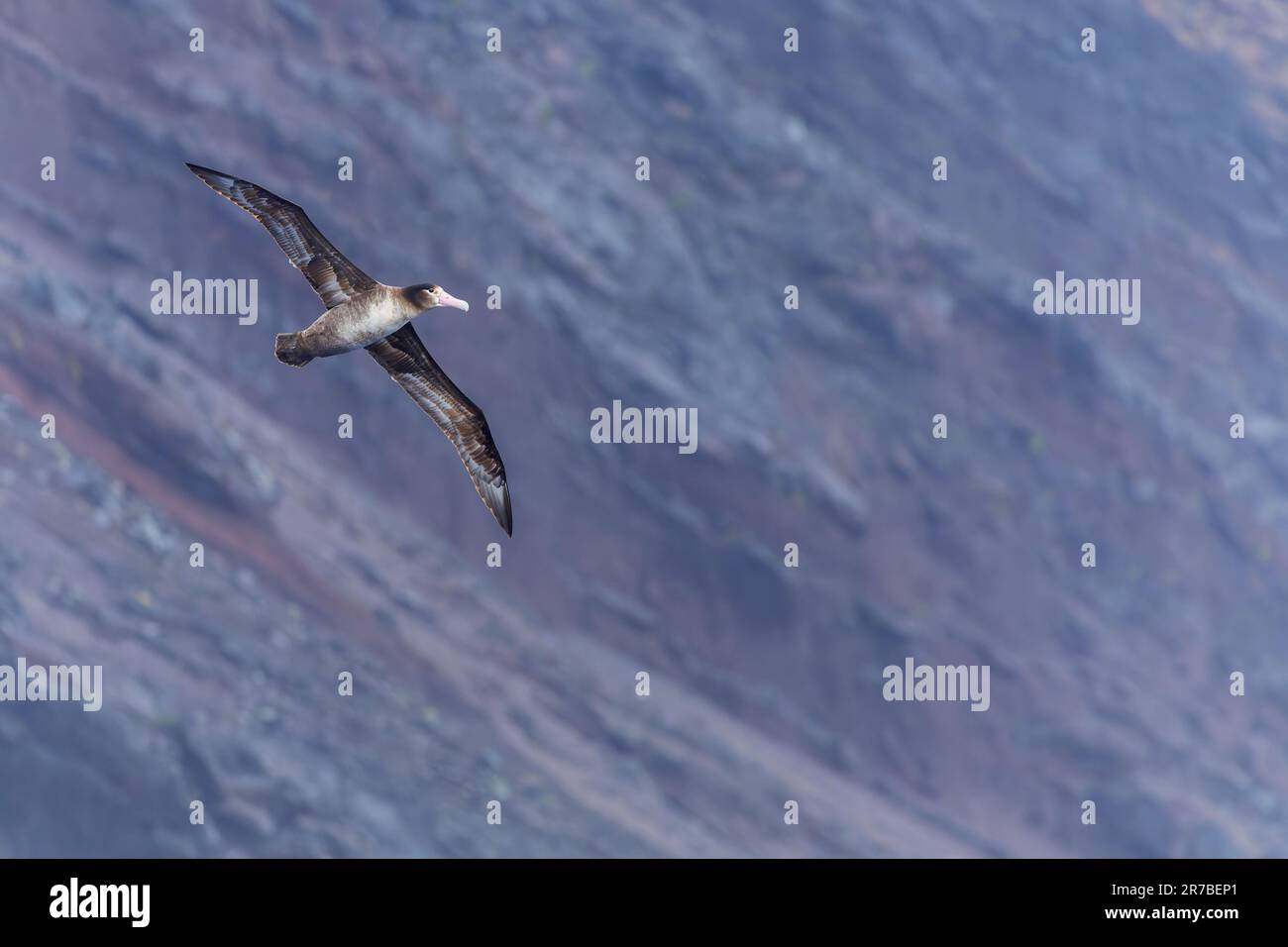 Immature Short-tailed Albatross (Phoebastria albatrus) at sea off ...