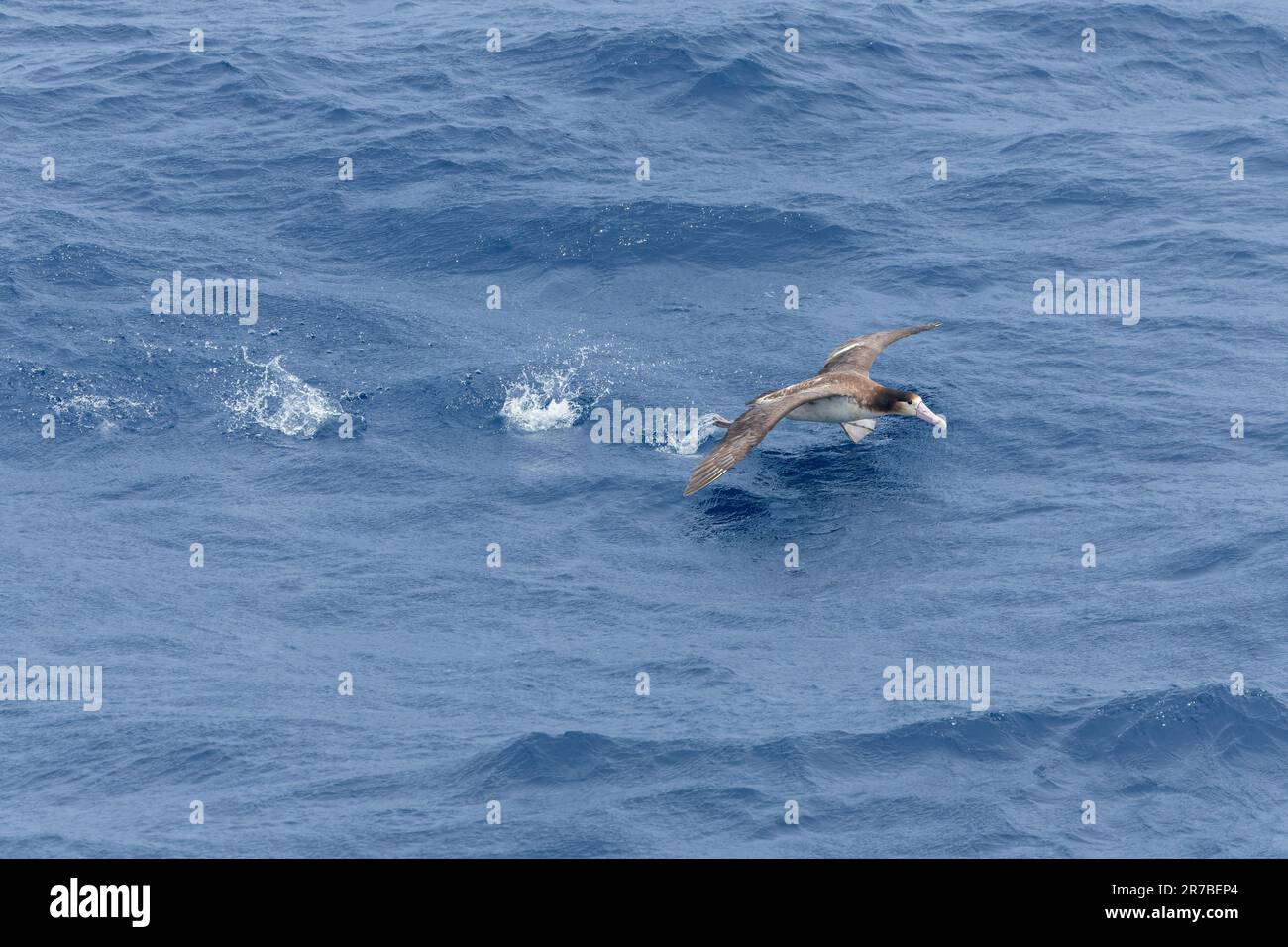 Immature Short-tailed Albatross (Phoebastria albatrus) at sea off ...