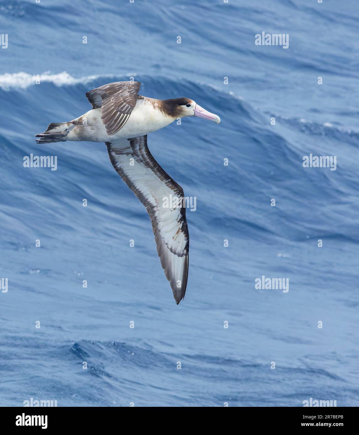 Immature Short-tailed Albatross (Phoebastria albatrus) at sea off ...