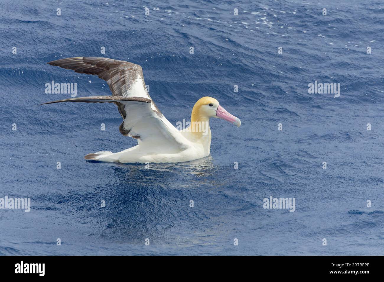 Adult Short-tailed Albatross (Phoebastria albatrus) swimming at sea off ...