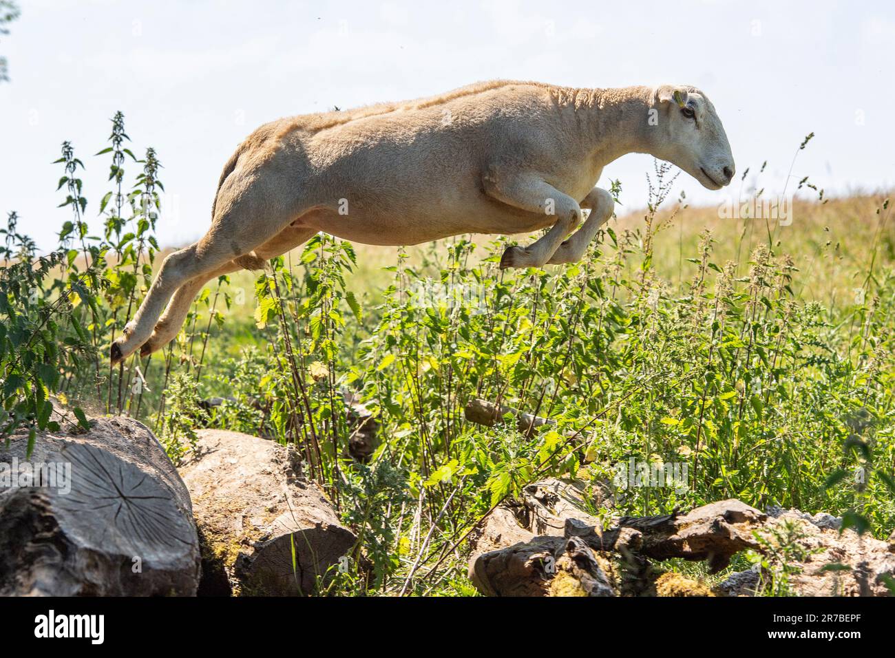hilarious jumping sheep Stock Photo - Alamy