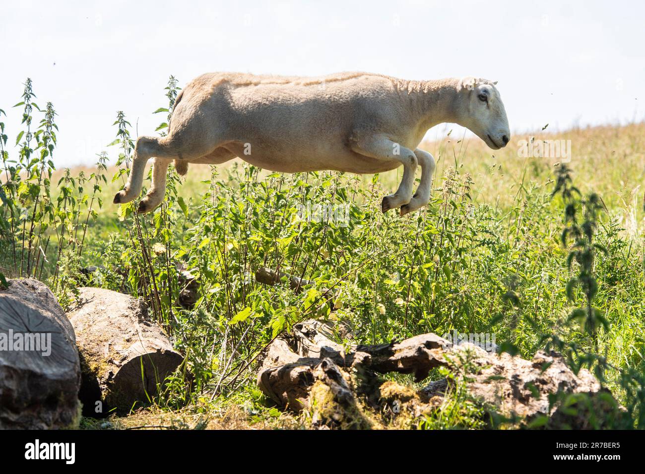 Funny action hi-res stock photography and images - Alamy