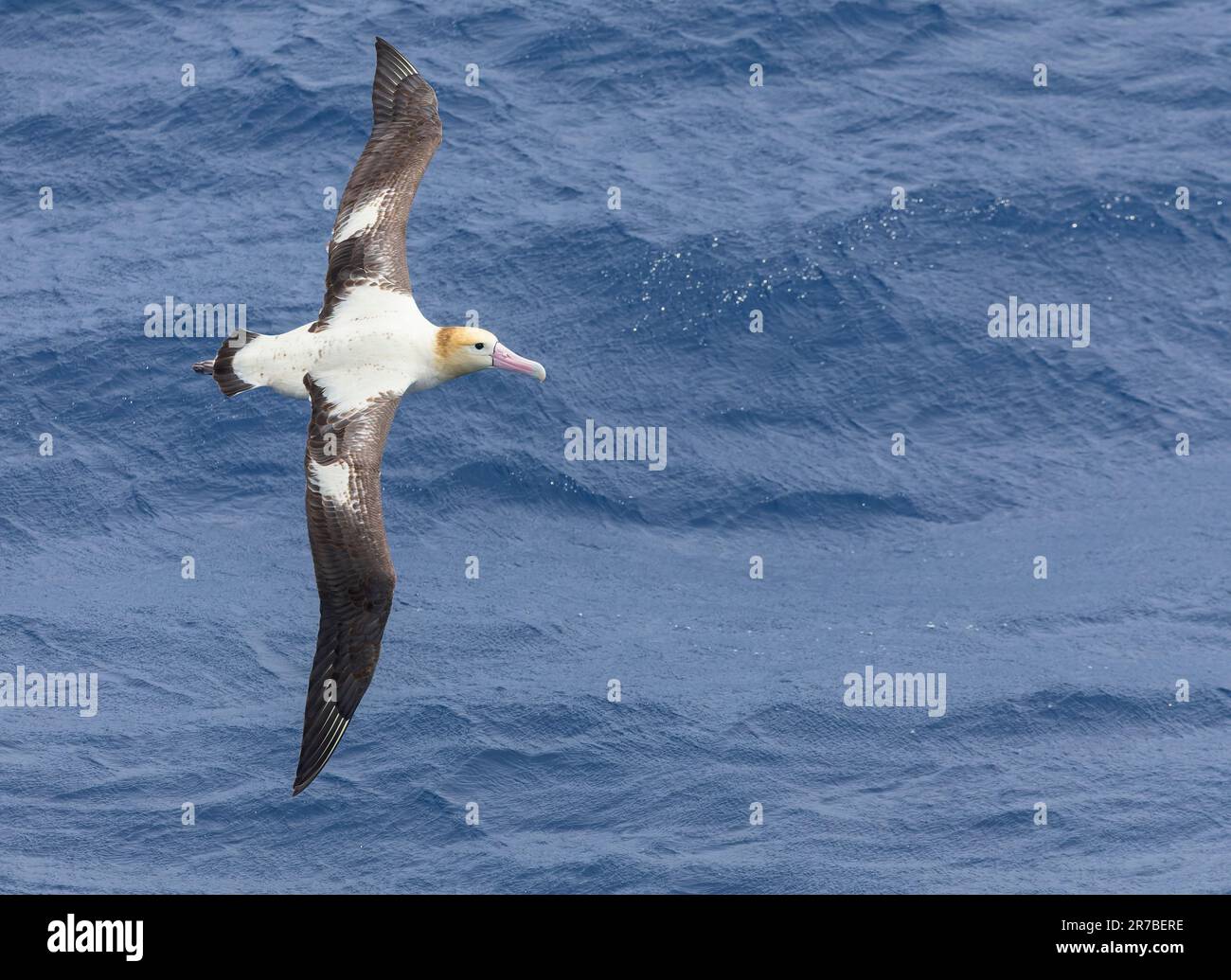Adult Short-tailed Albatross (Phoebastria albatrus) at sea off ...