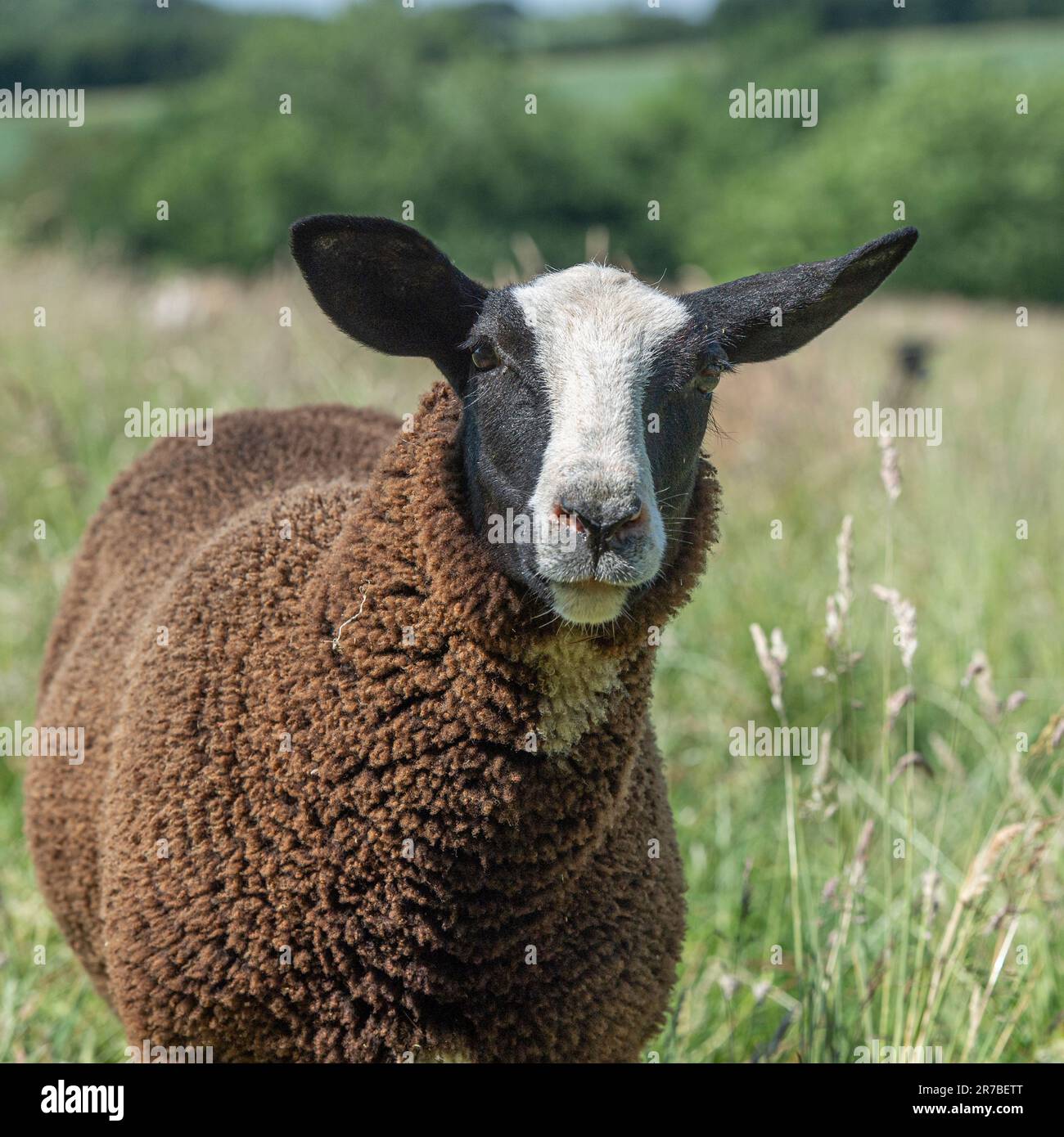 Side view head eye sheep hi-res stock photography and images - Alamy
