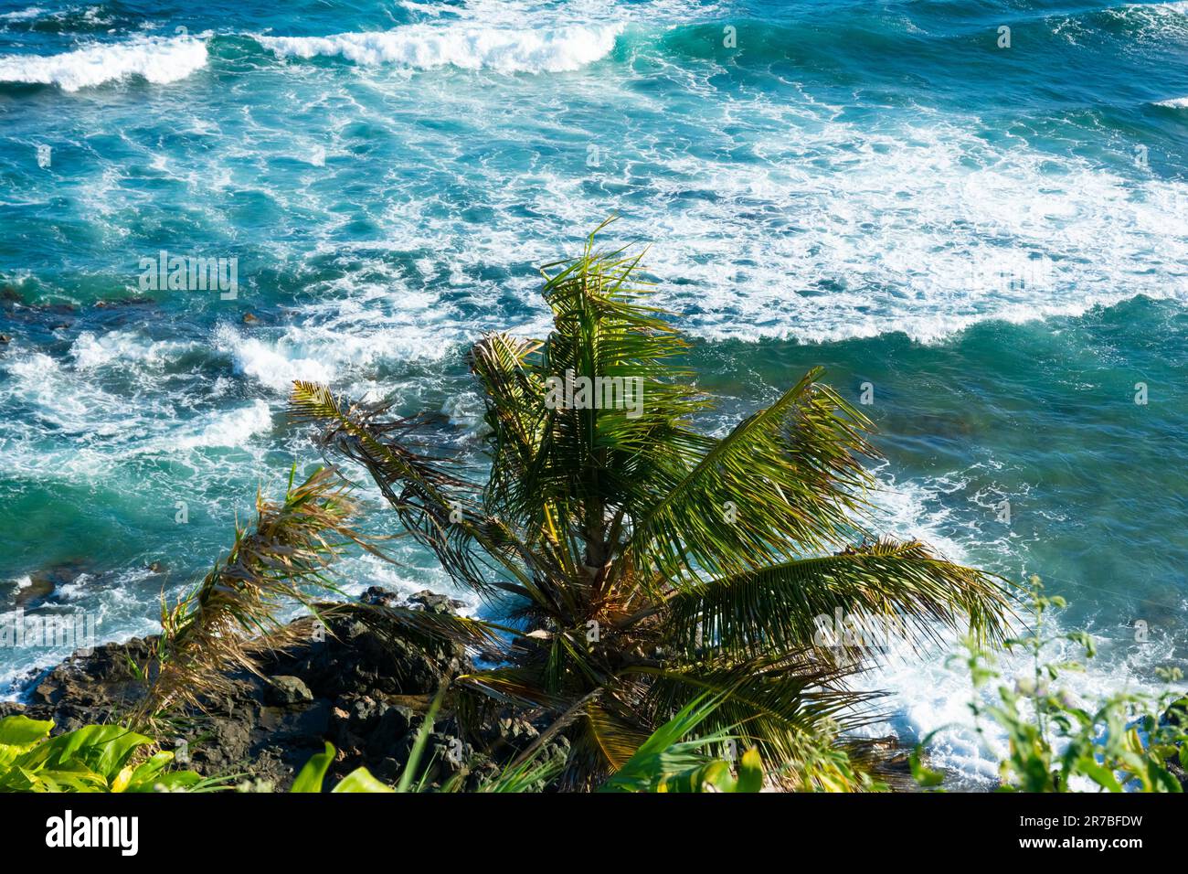 A majestic palm tree stands against a backdrop of stunning blue ocean ...