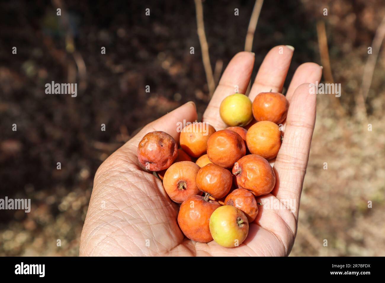 Bora indian girl hi-res stock photography and images - Alamy