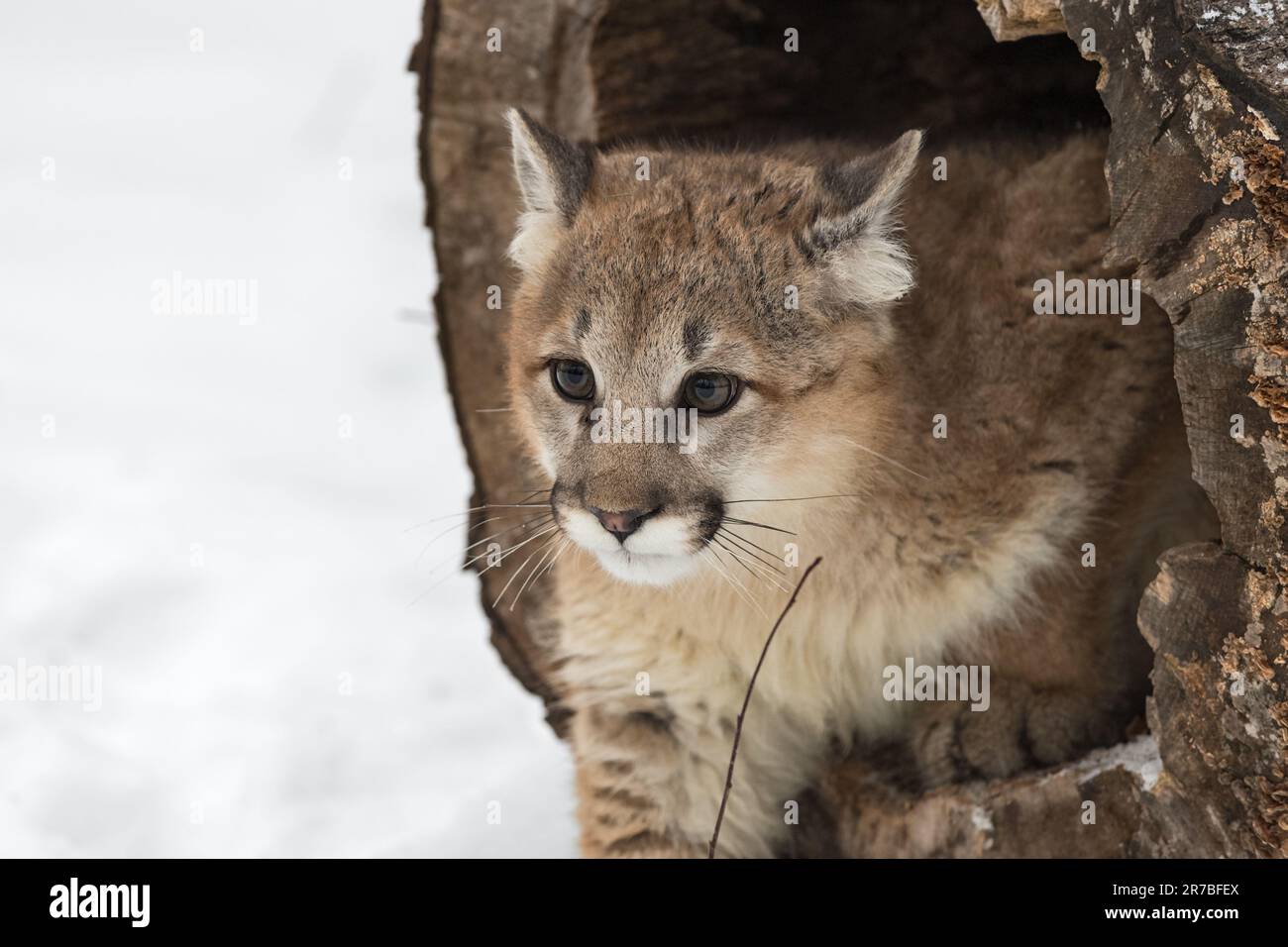 Female Cougar (Puma concolor) Paw Out of Log Close Up Winter - captive ...