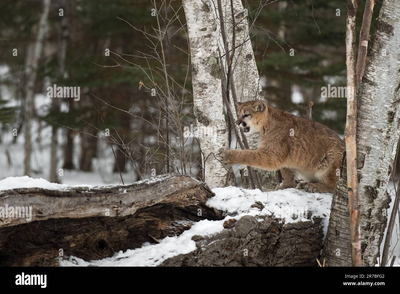 Female Cougar (Puma concolor) Claws at Tree Snarling Winter - captive ...